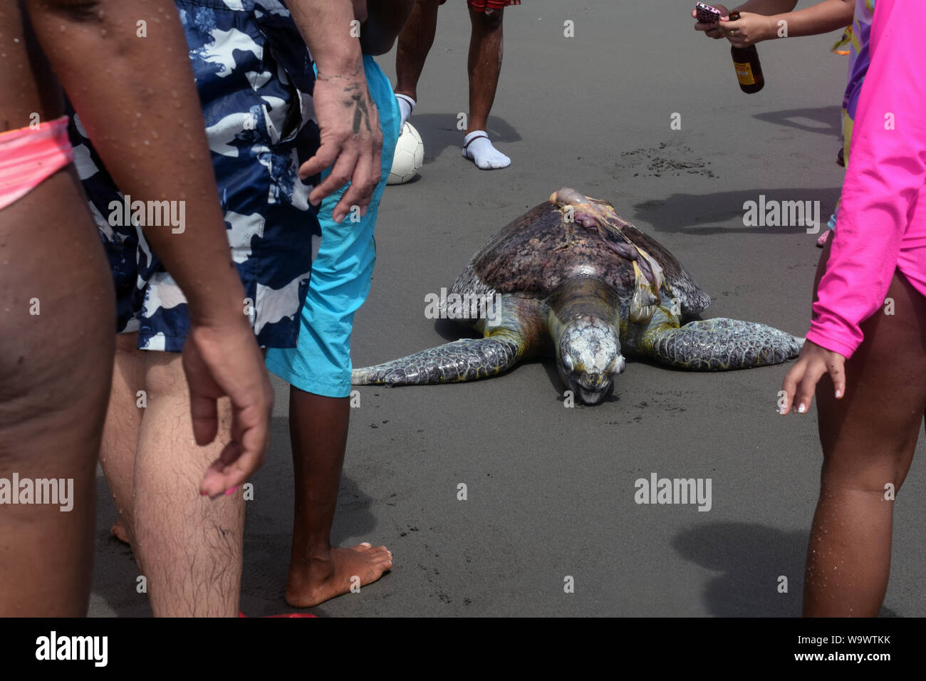 Crowd surrounding dead hawksbill sea turtle (Eretmochelys imbricata ...
