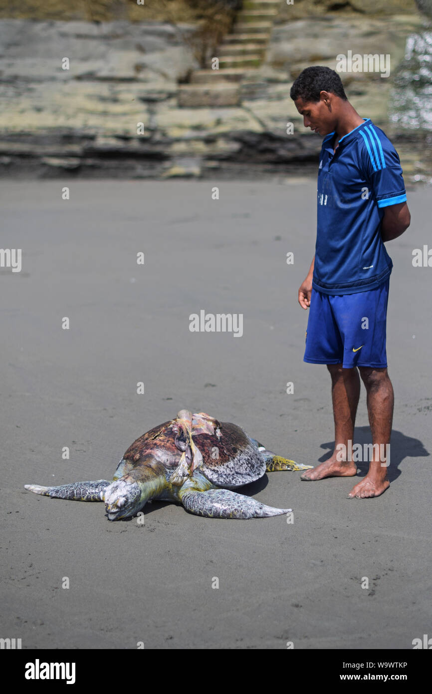 Young man looks at dead Hawksbill sea turtle (Eretmochelys imbricata ...