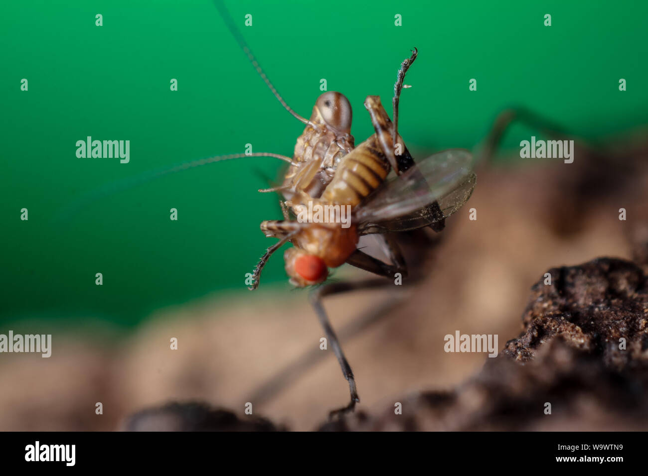 Praying mantis feeding hi-res stock photography and images - Alamy