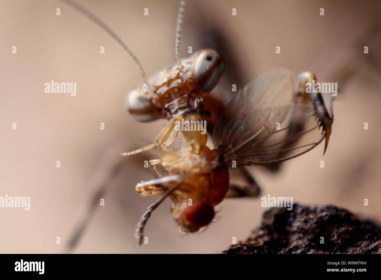 Close-up of a small praying mantis feeding on a fruit fly, shows the ...