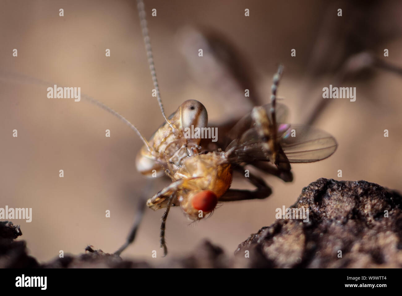 Close-up of a small praying mantis feeding on a fruit fly, shows the ...