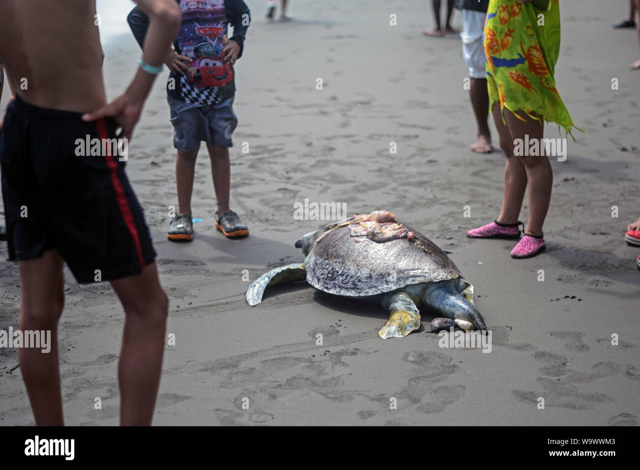 Crowd surrounding dead hawksbill sea turtle (Eretmochelys imbricata ...