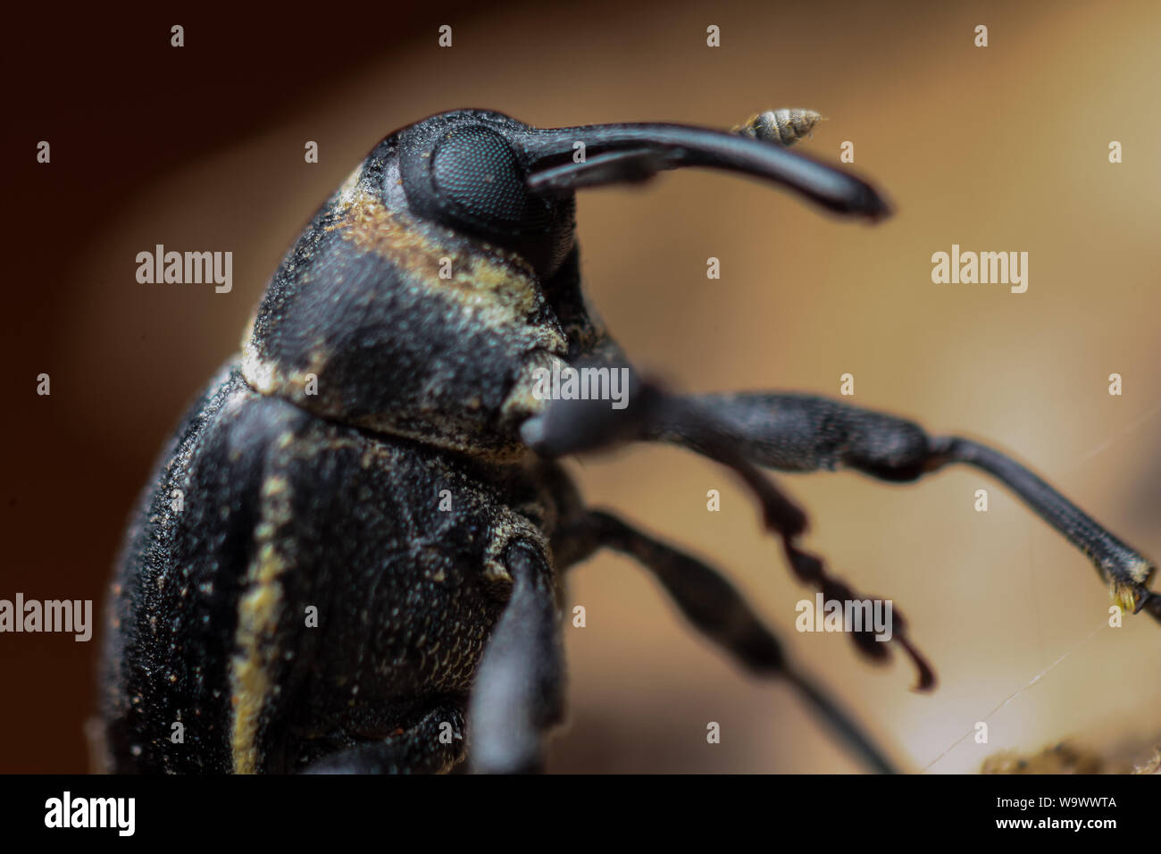 Close-up of a black weevil with long snout (Coleoptera, Curculionidae ...