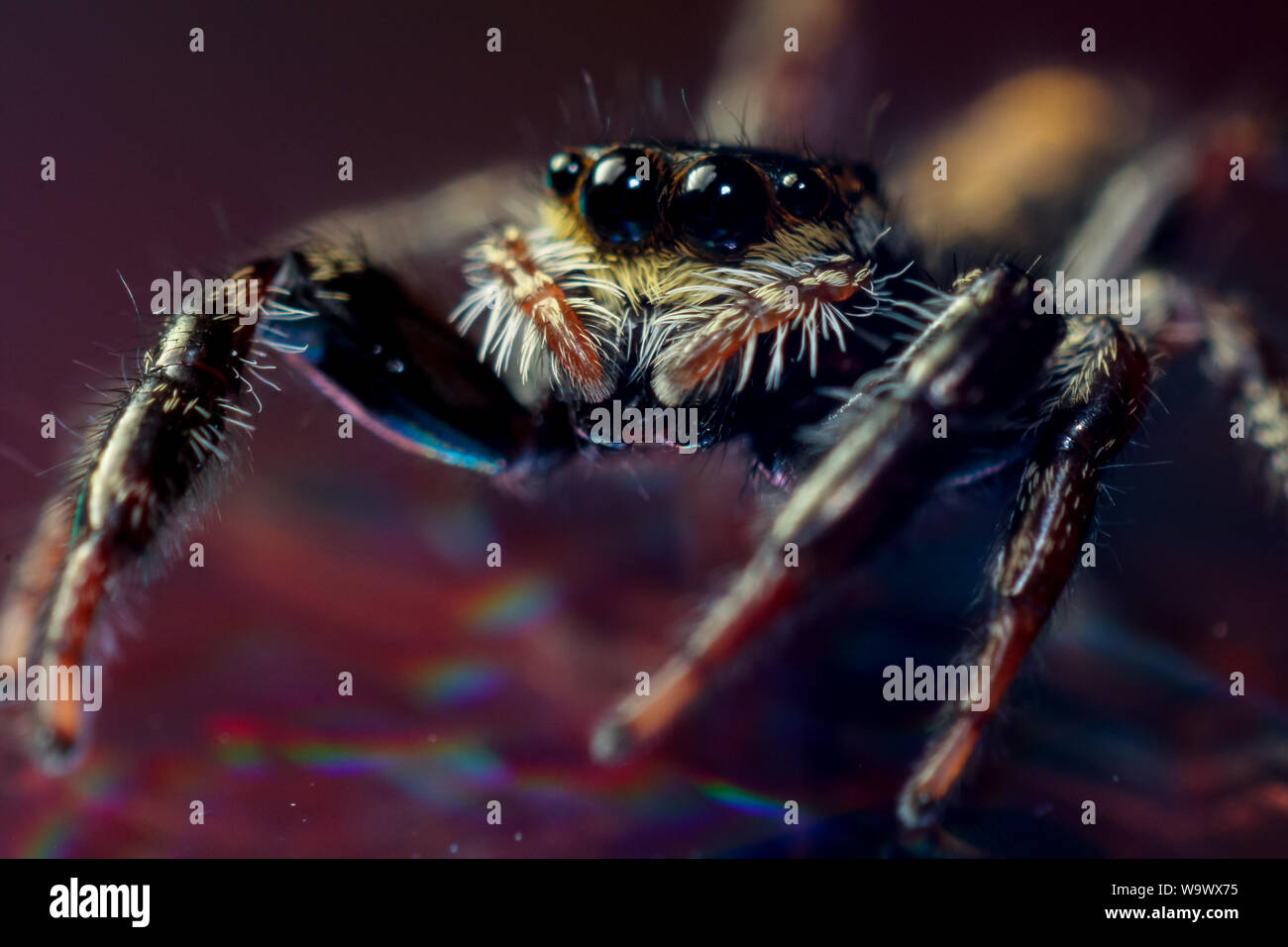 High magnification macro of a cute jumping spider with big eyes over a ...