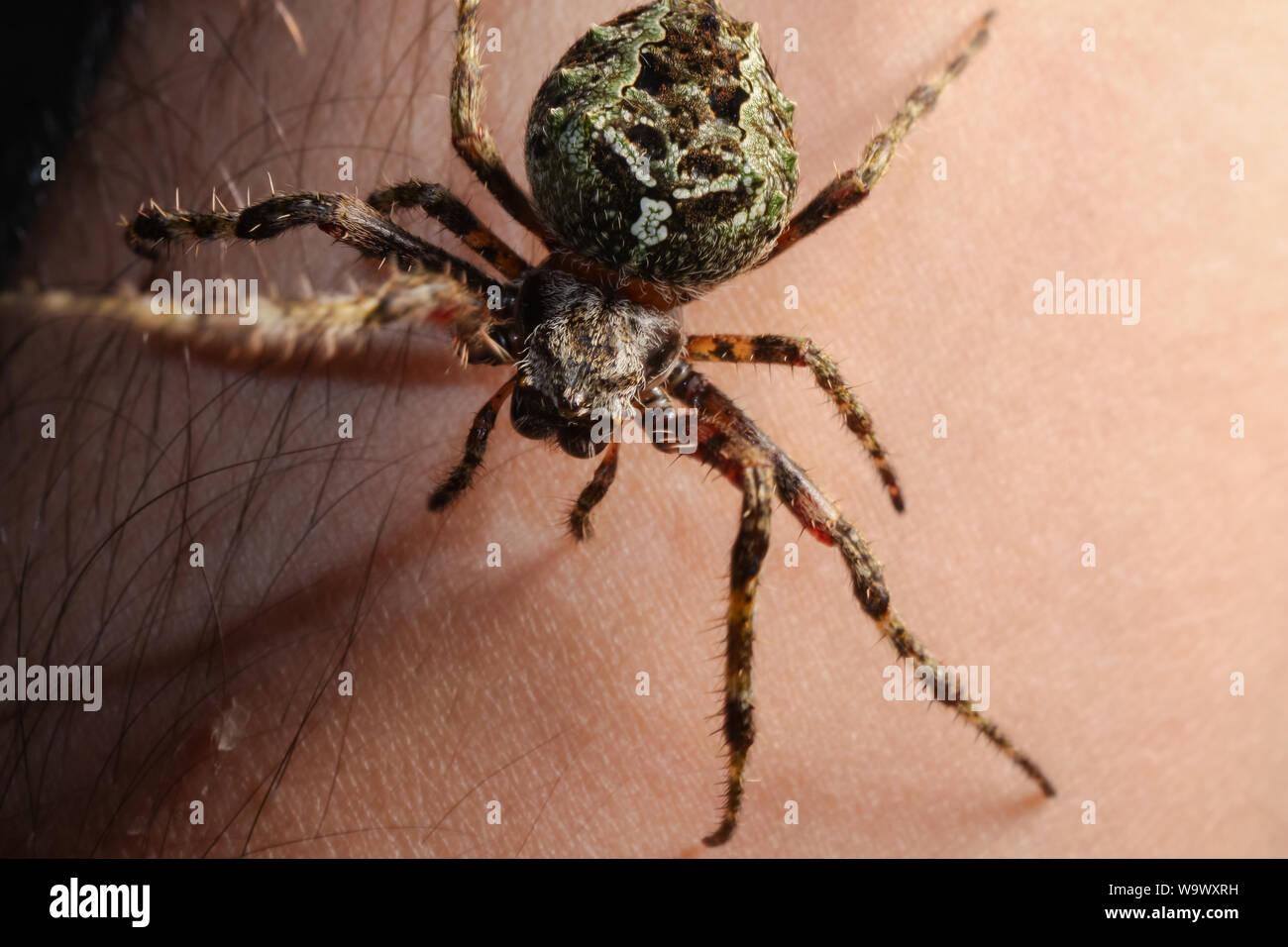 Big orb weaving spider on hand, macro of the Araneidae spider being ...