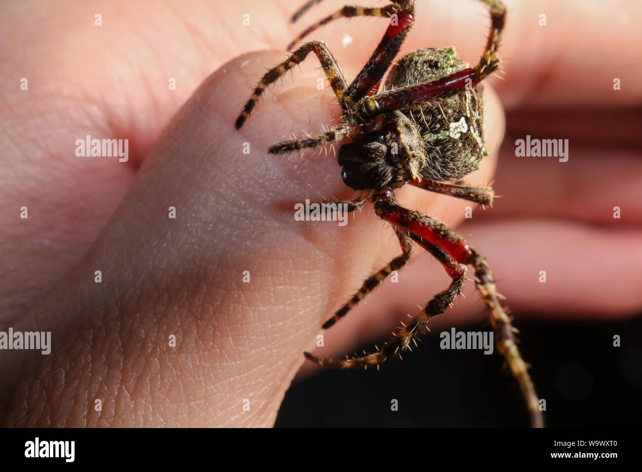Big orb weaving spider on hand, macro of the Araneidae spider being ...