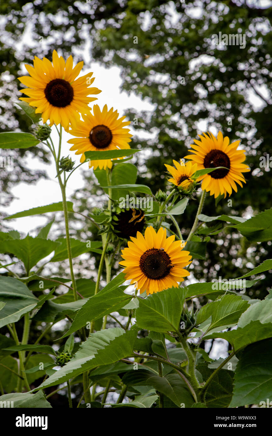Colourful Yellow and Orange Summer Sunflowers in the Front Garden Stock ...