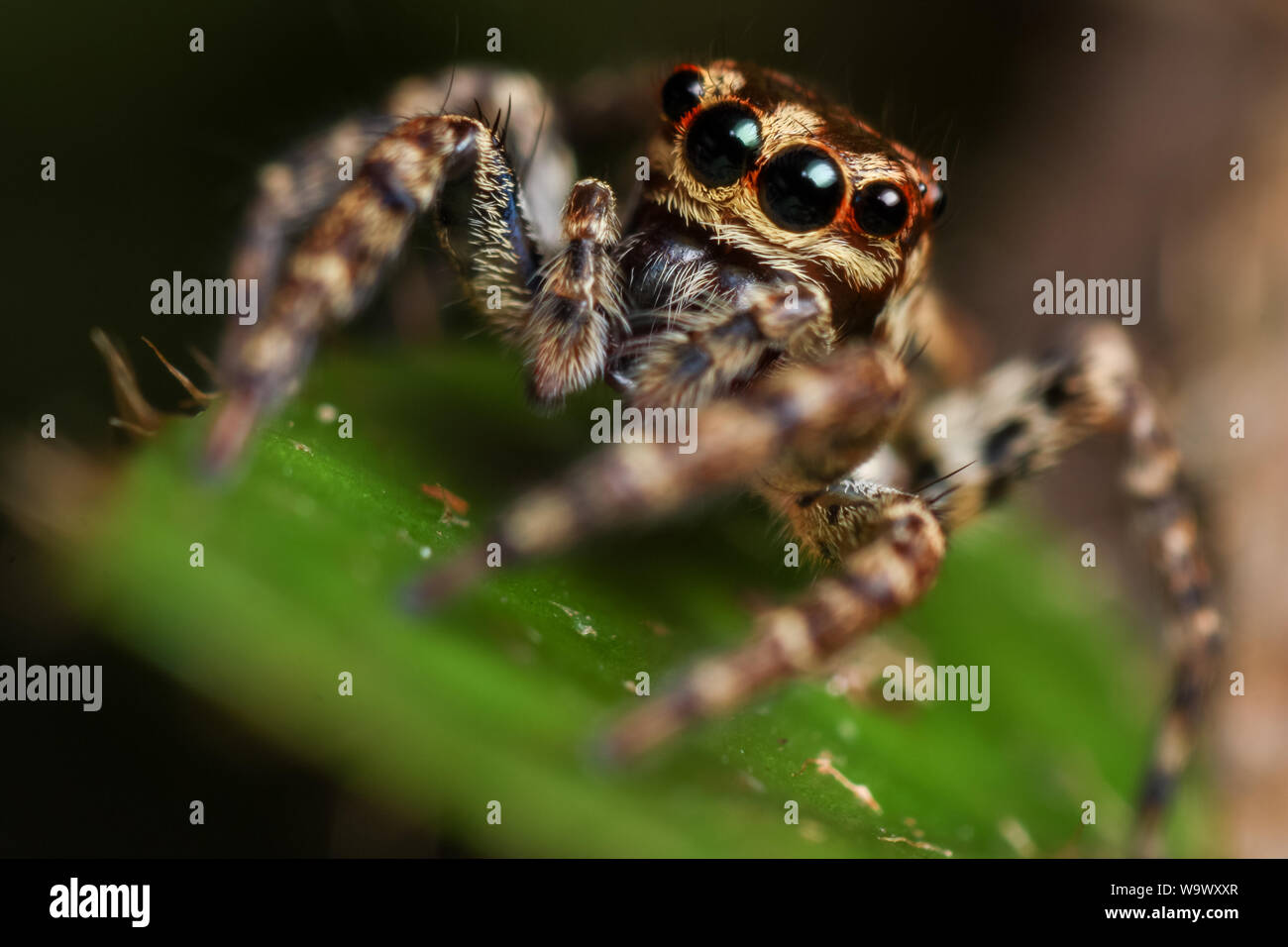 High magnification macro of a cute jumping spider with big eyes ...