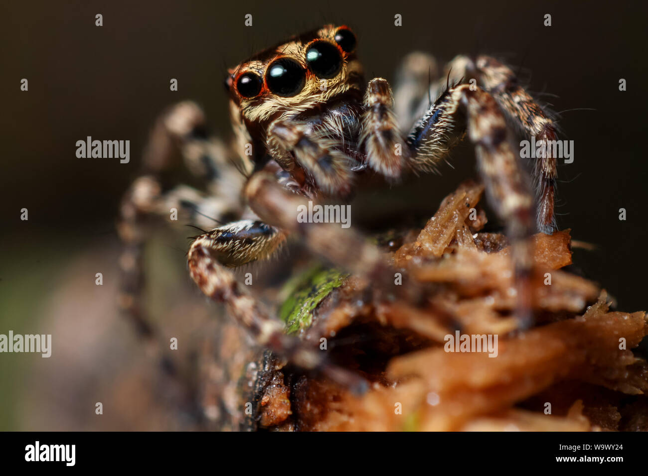 High magnification macro of a cute jumping spider with big eyes ...