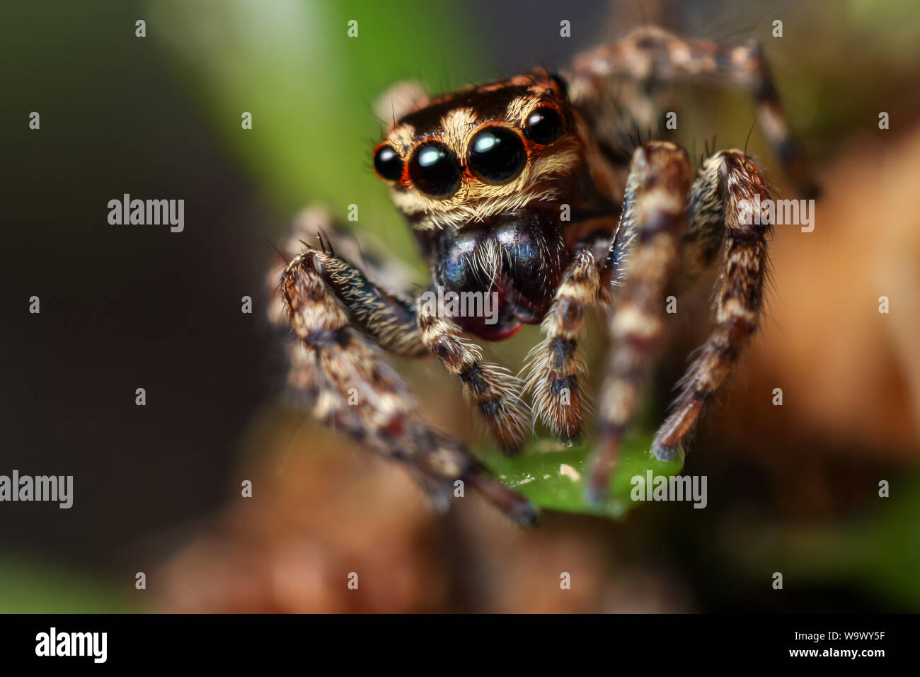 High magnification macro of a cute jumping spider with big eyes ...