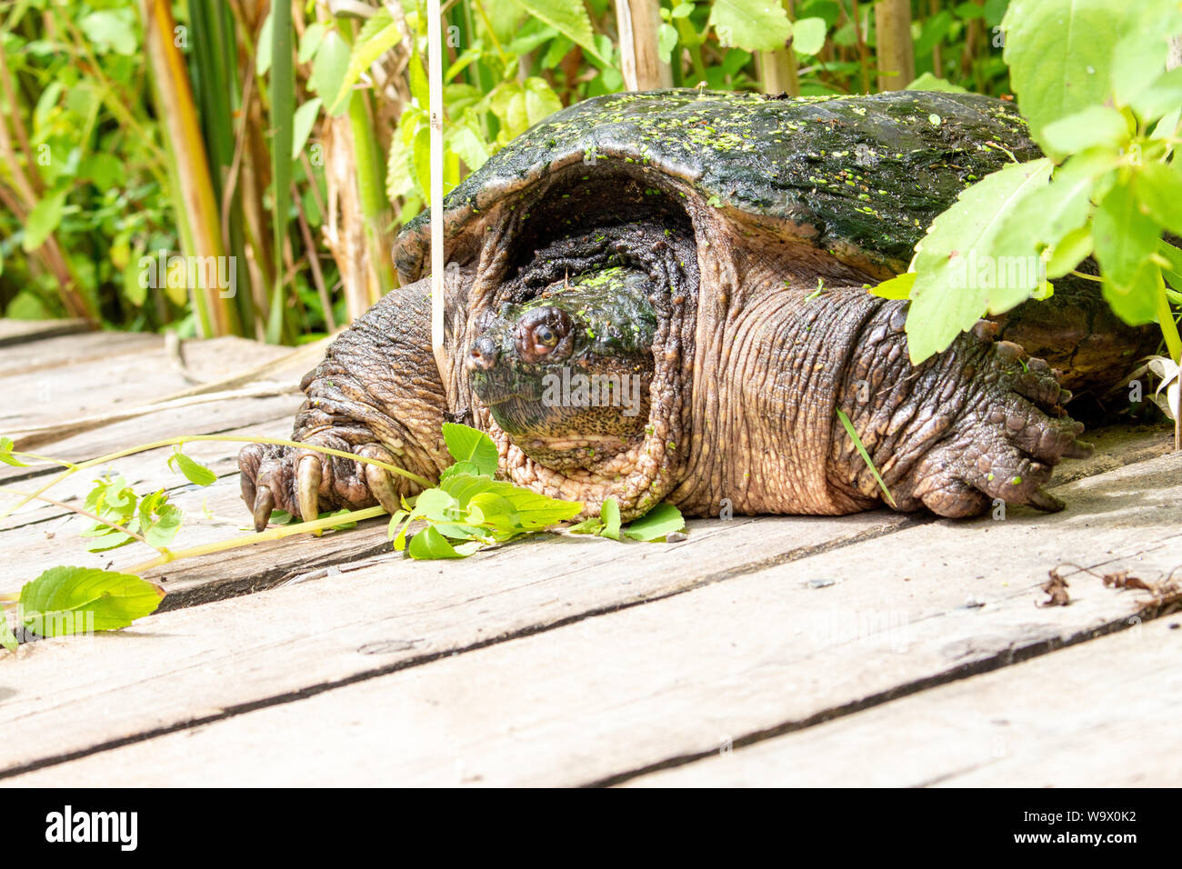 Big snapping turtle hi-res stock photography and images - Alamy