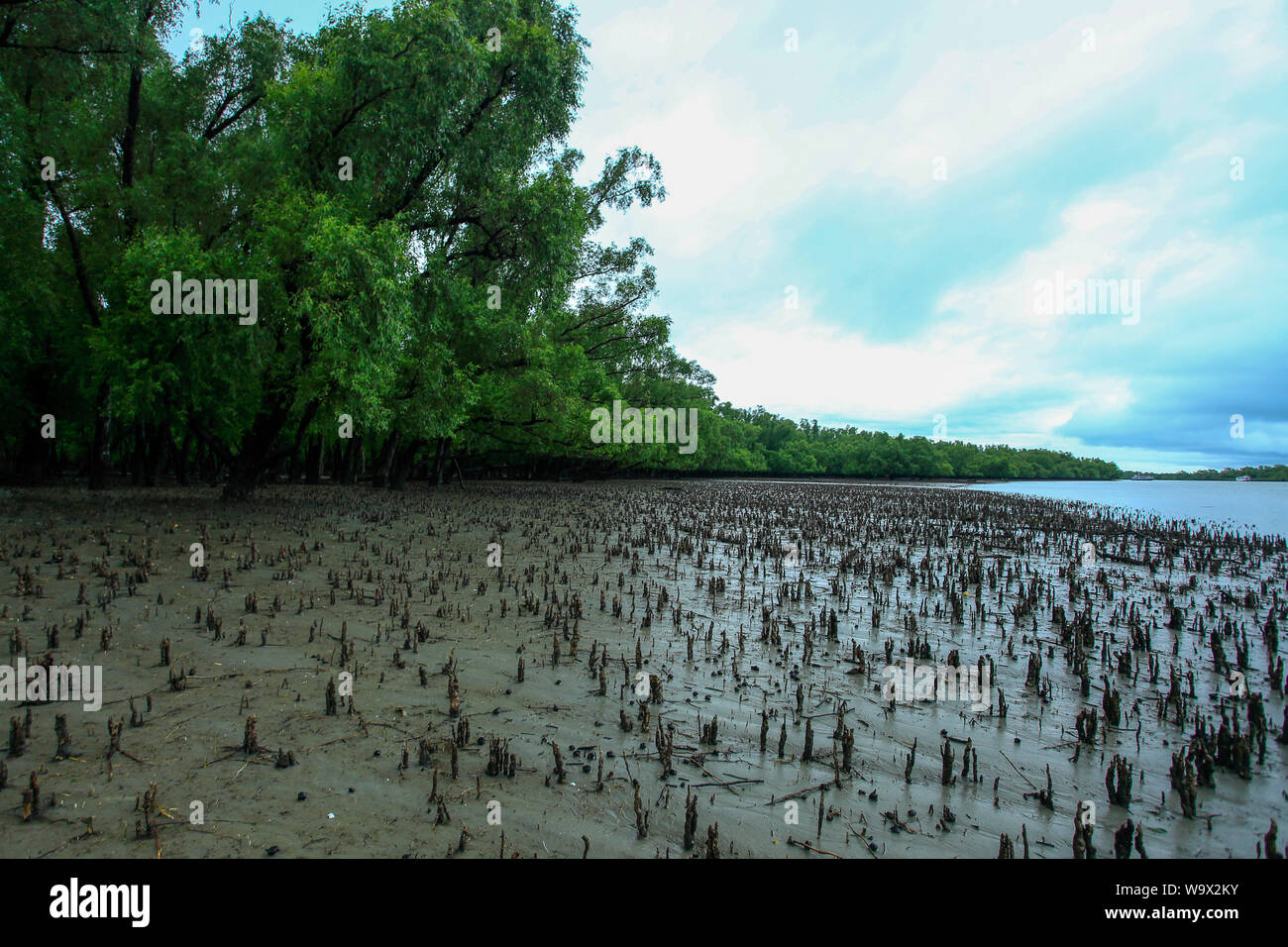 Rain in the Sundarbans, the largest mangrove forest in the world ...