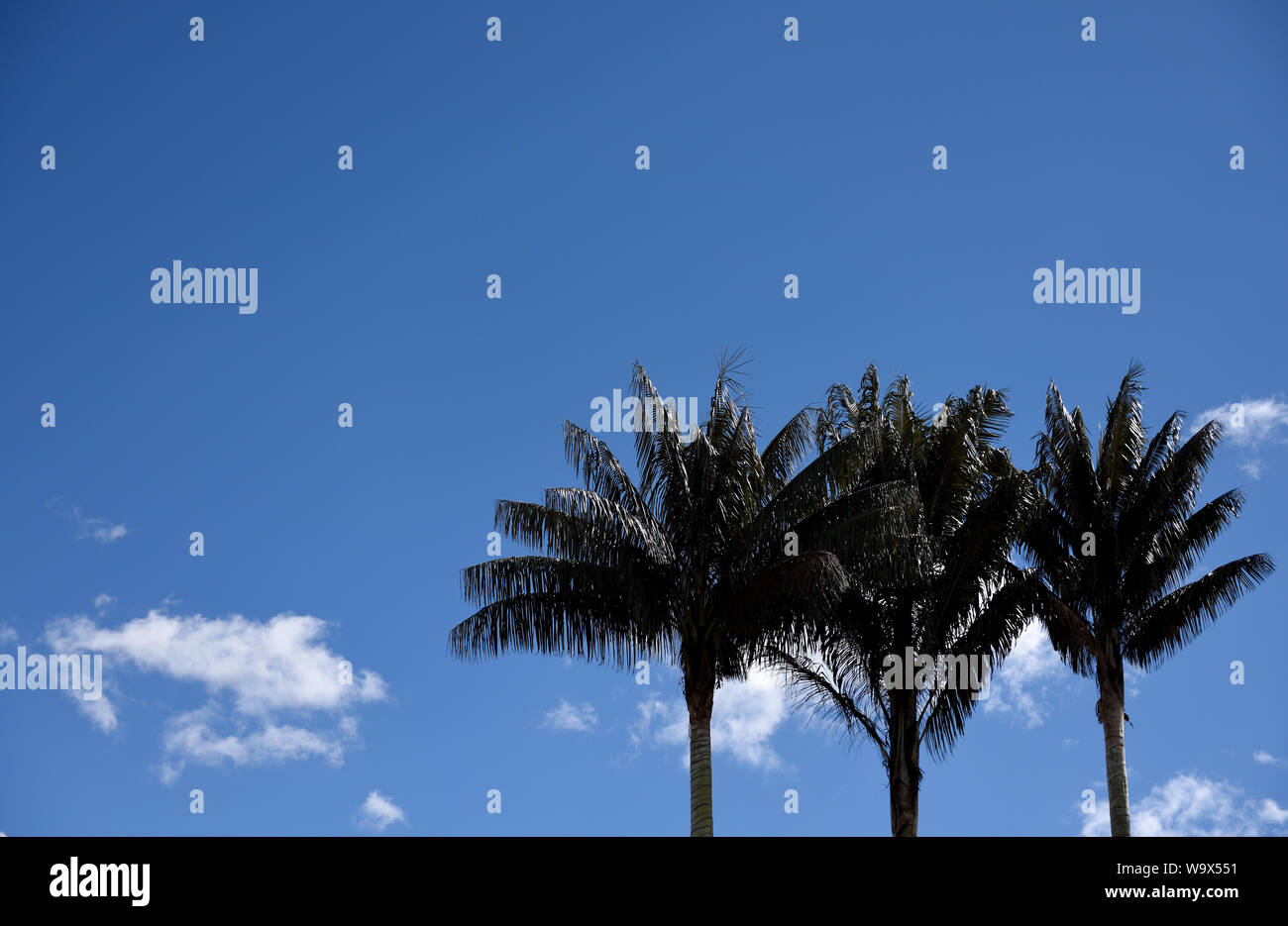 Colombian Quindio wax palm trees, blue sky, northern Andes Mountains ...