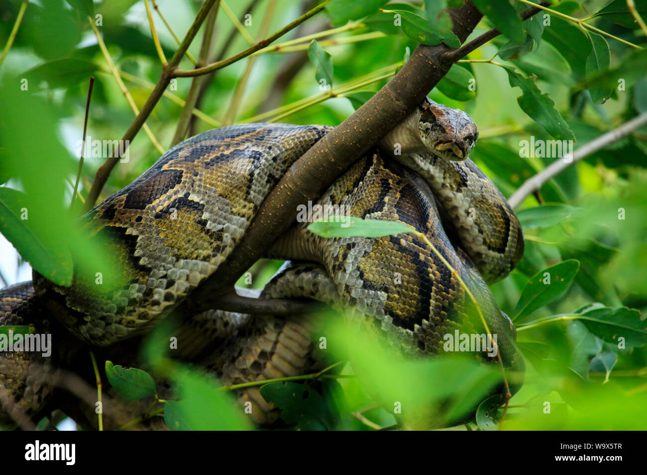World largest snake hi-res stock photography and images - Alamy