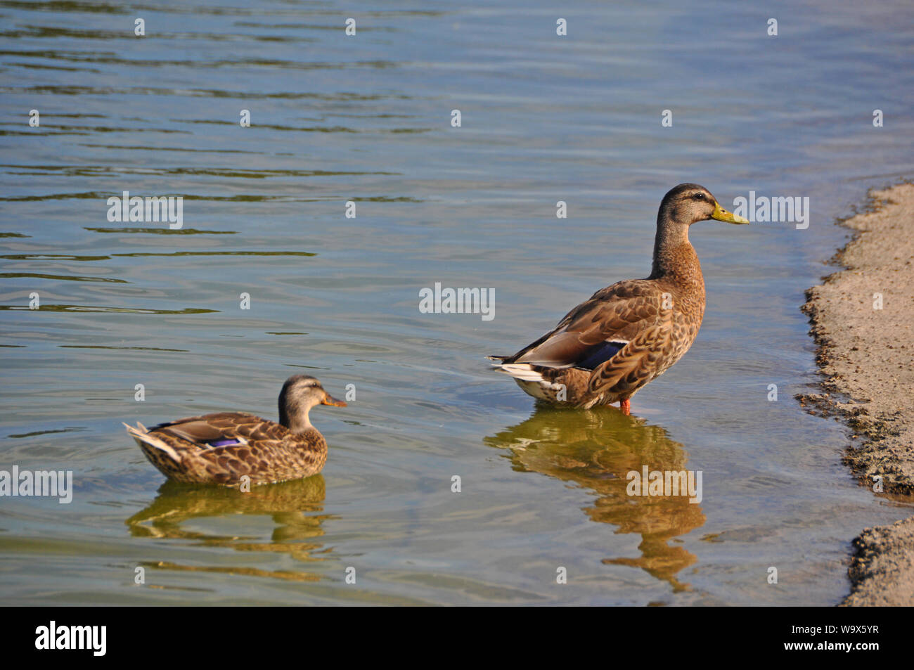 Ducks rest in a pond, Malibu, California Stock Photo - Alamy