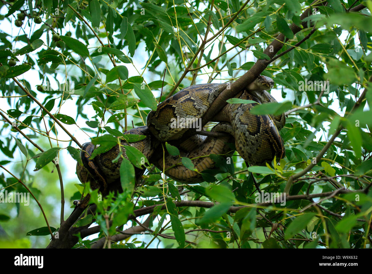 A Burmese Python inside the Sundarbans, the world's largest mangrove forest. Bangladesh Stock ...