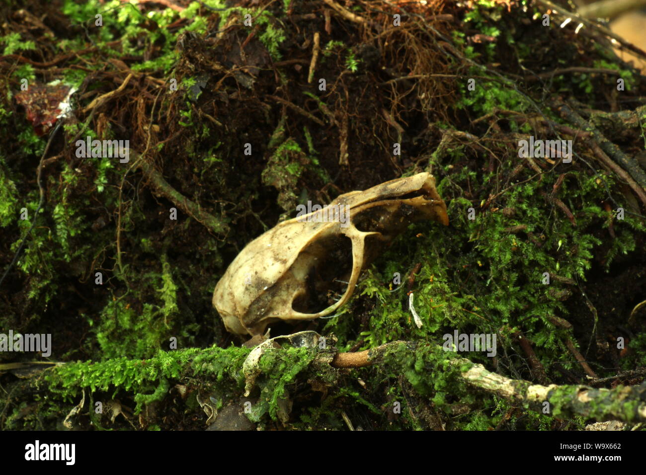 Rat skull hi-res stock photography and images - Alamy