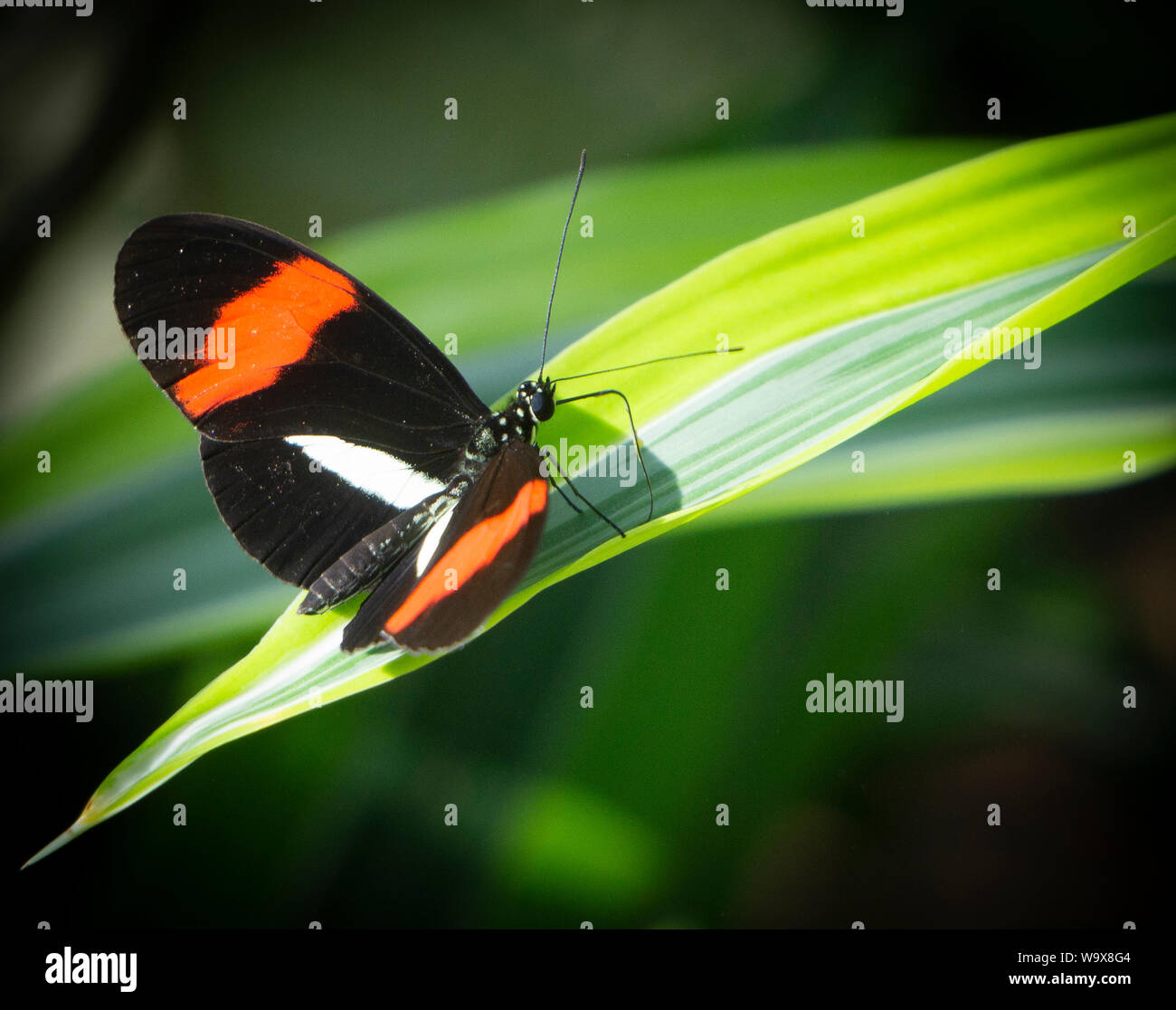 Brush-footed butterfly Calgary Zoo Alberta Canada Stock Photo - Alamy