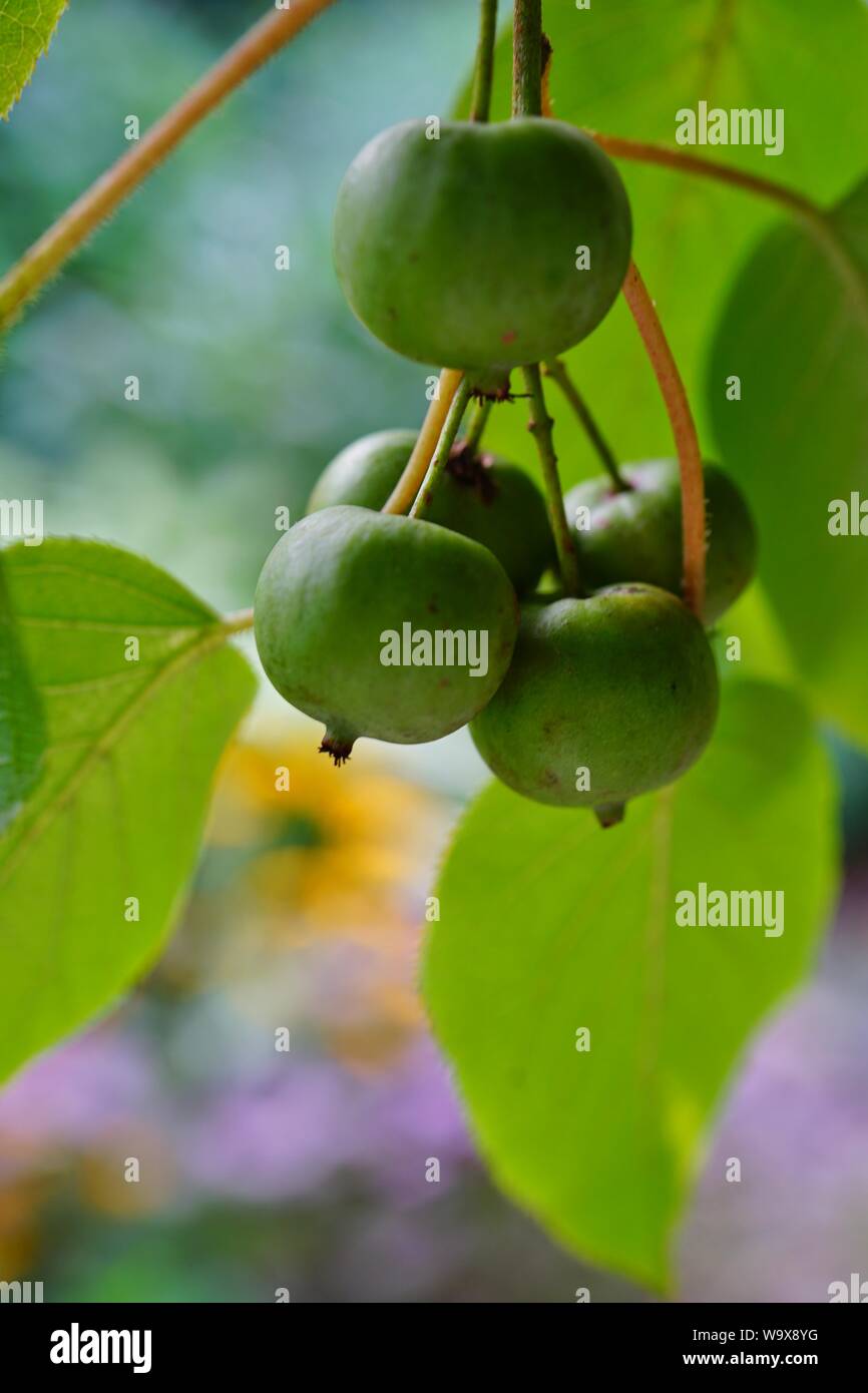 Green baby kiwi fruit actinidia arguta growing on the vine Stock Photo ...