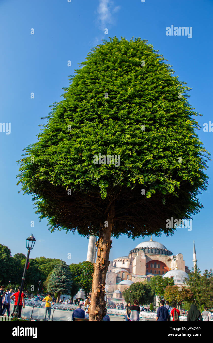 Very young small oak tree in pine forest in summer hi-res stock ...