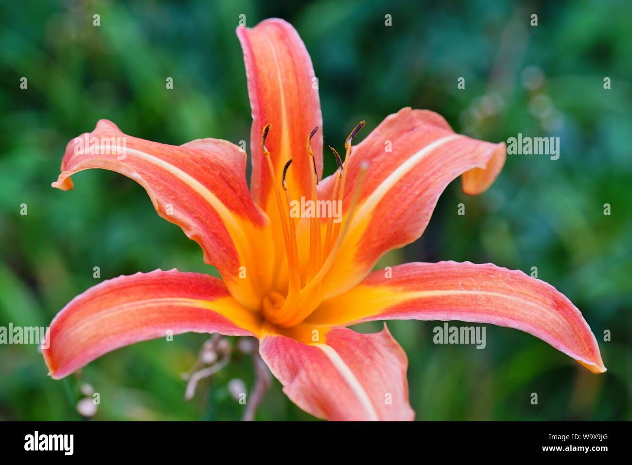 Orange and yellow daylily flower (hemerocallis) in the garden Stock Photo - Alamy