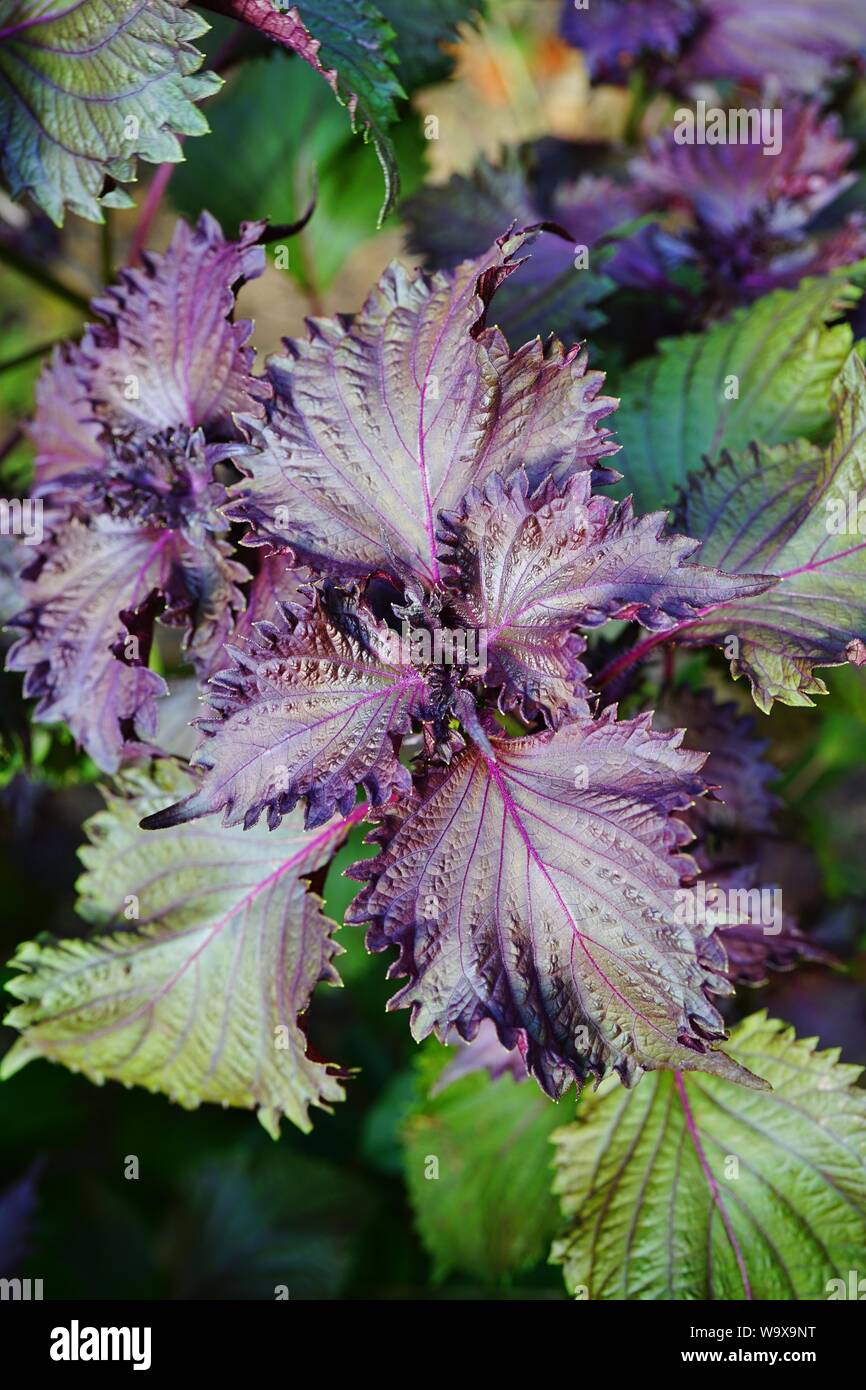 Green and purple shiso perilla herb growing in the garden Stock Photo ...