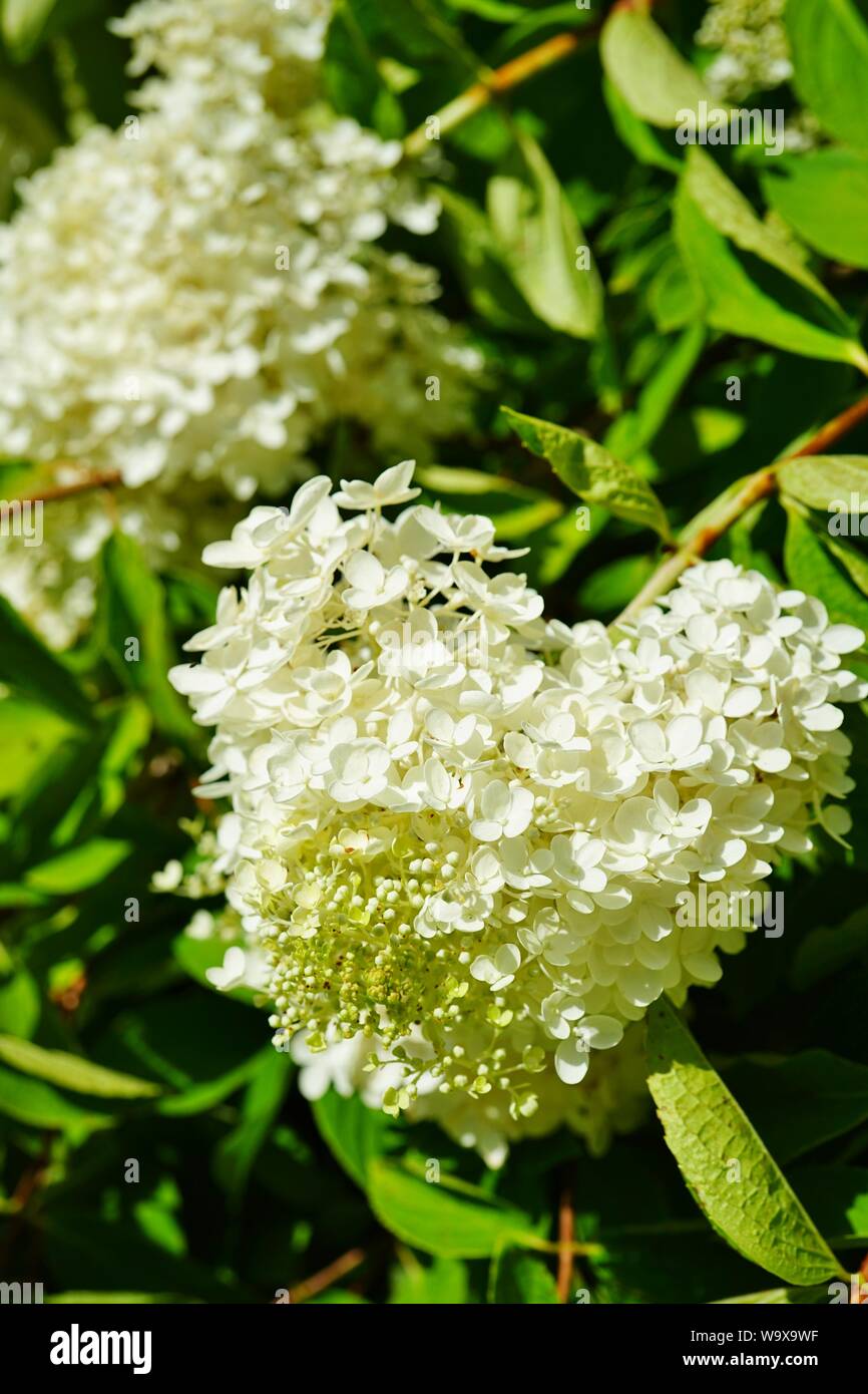 White heads of weeping hydrangea paniculata flowers Stock Photo - Alamy
