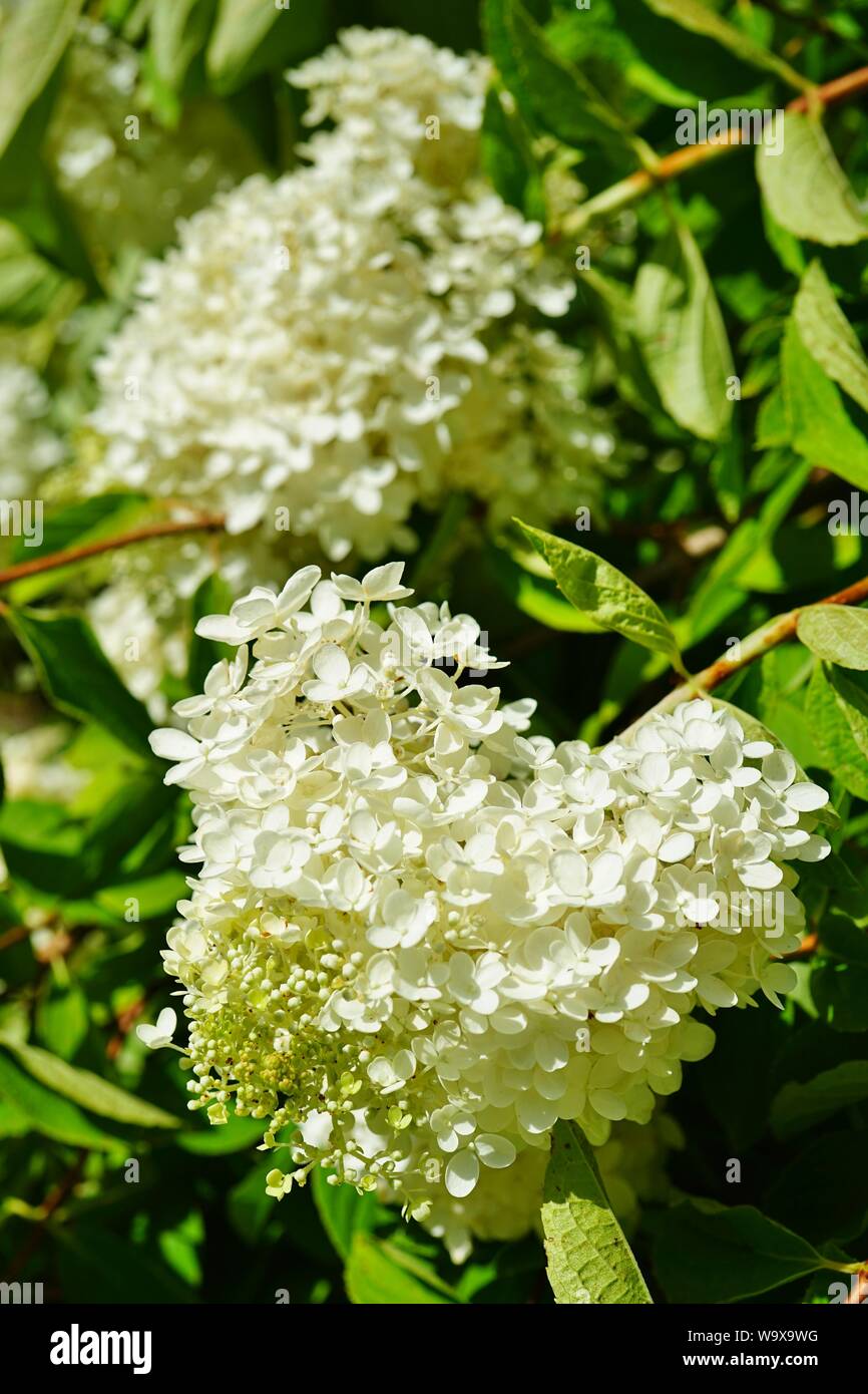 White heads of weeping hydrangea paniculata flowers Stock Photo - Alamy
