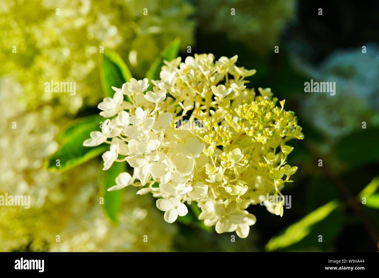 White heads of weeping hydrangea paniculata flowers Stock Photo - Alamy