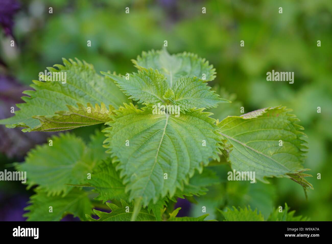 Perilla shiso red hi-res stock photography and images - Alamy