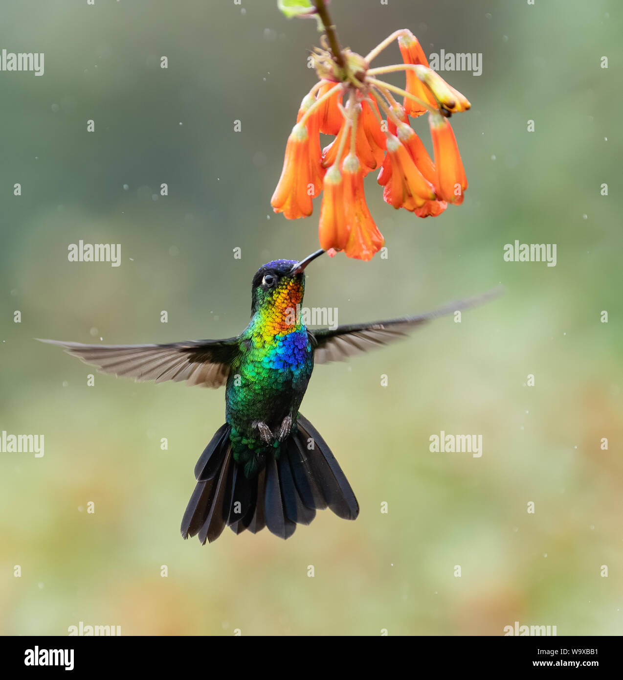 Costa rica hummingbird hi-res stock photography and images - Alamy