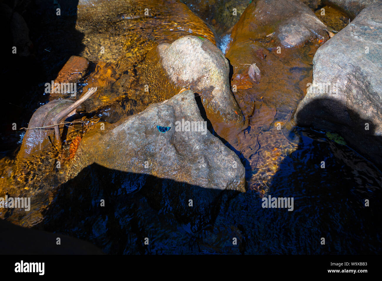 Picture of a small, beautiful blue butterfly on a rock surrounded by ...