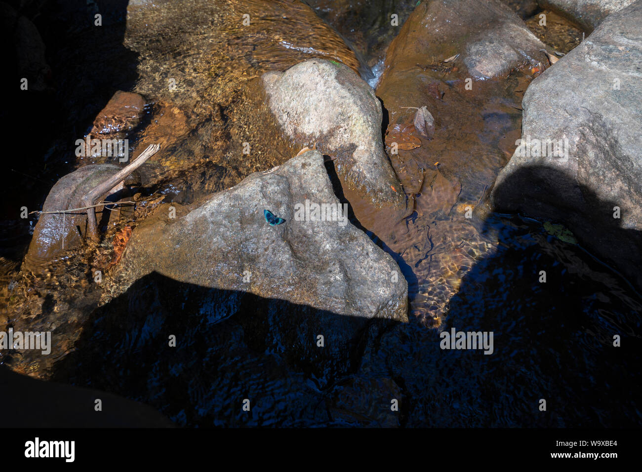 Picture of a small, beautiful blue butterfly on a rock surrounded by ...