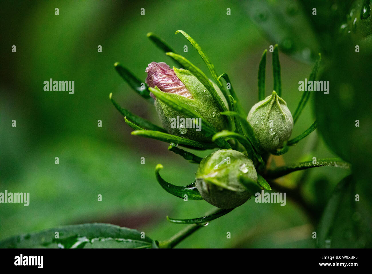 Colourful Green and Pink Rose of Sharon Buds Isolated Depth of Field ...