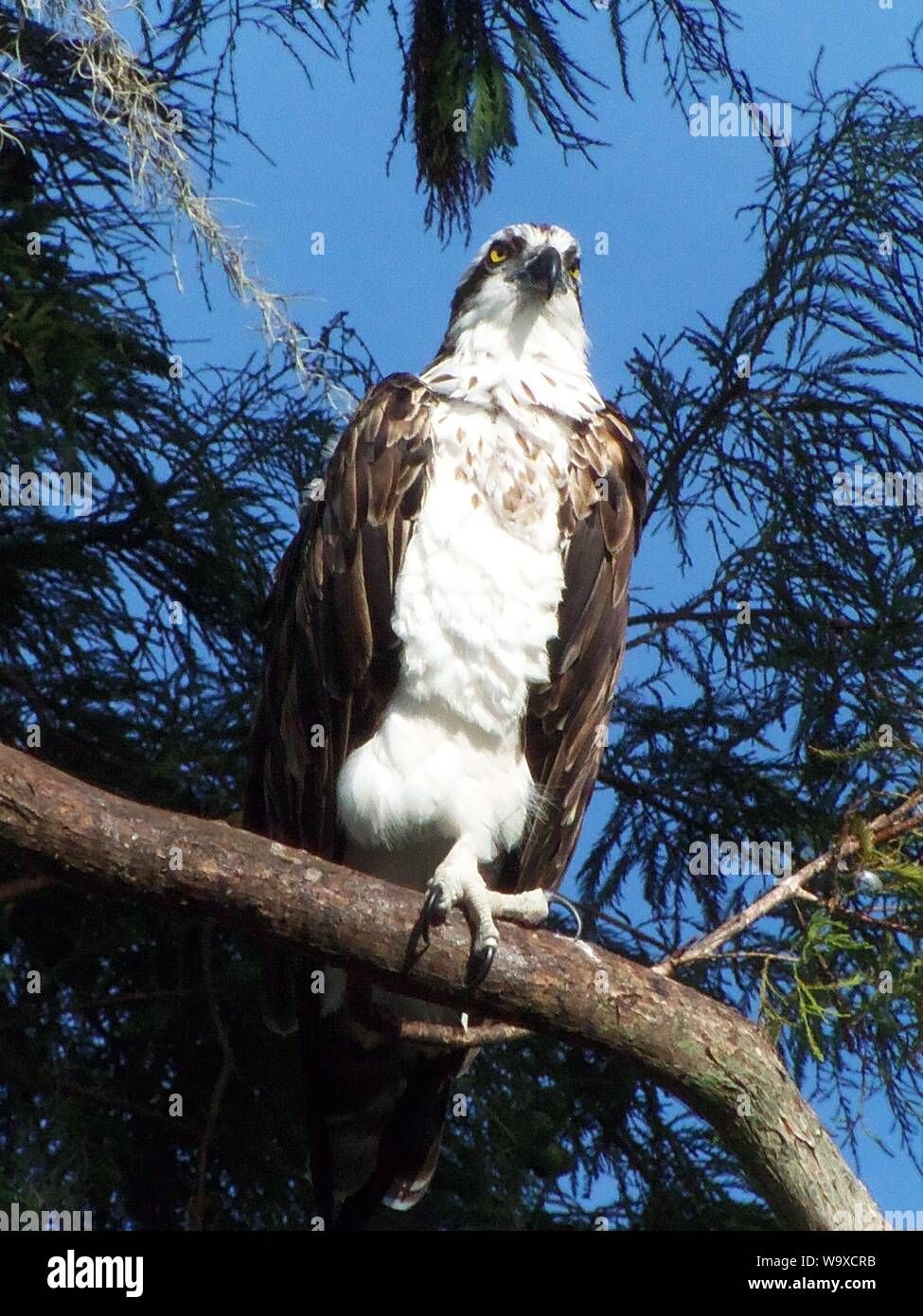 I created this wildlife photograph of a perching Osprey in Central ...