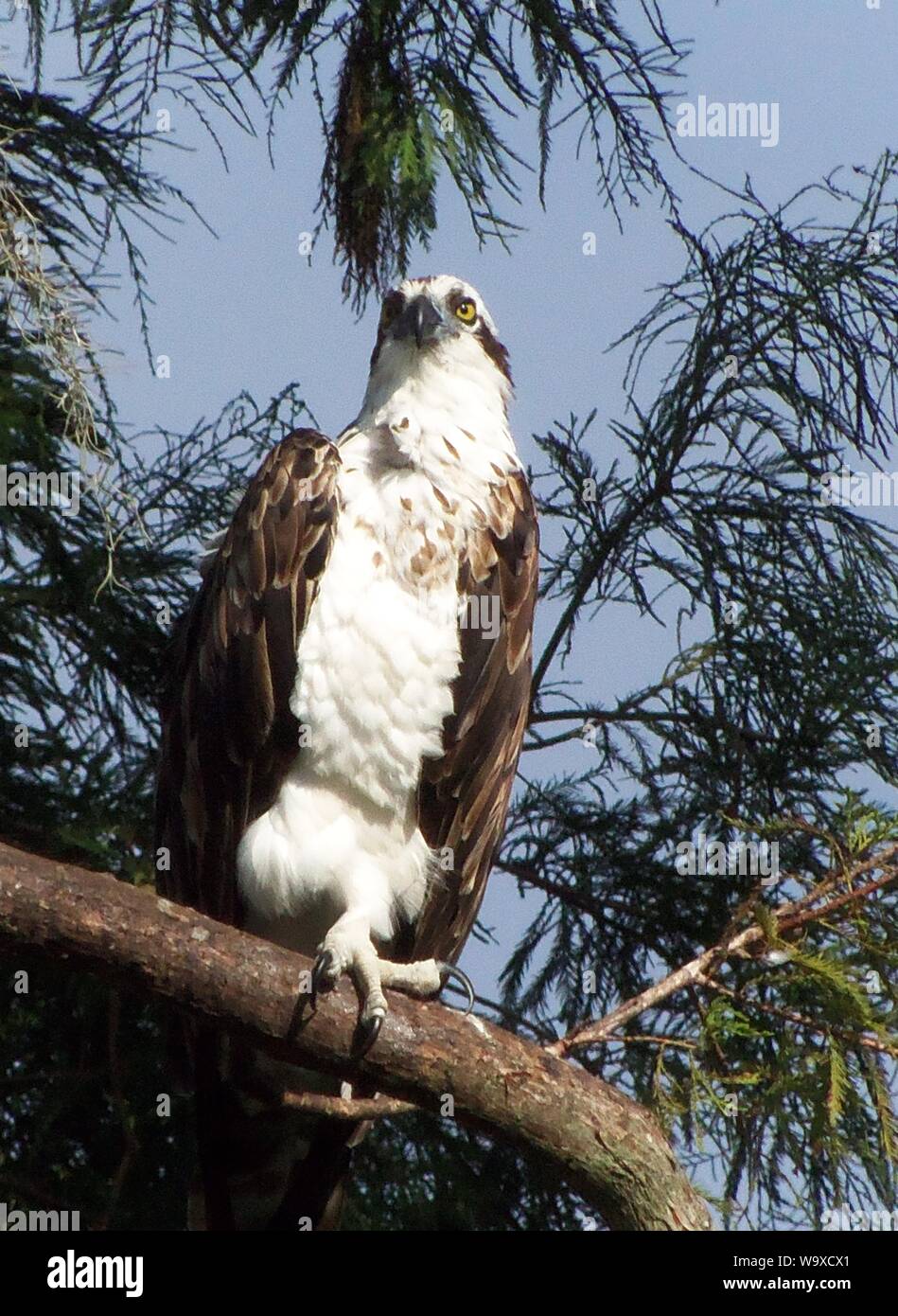 I created this wildlife photograph of a perching Osprey in Central ...