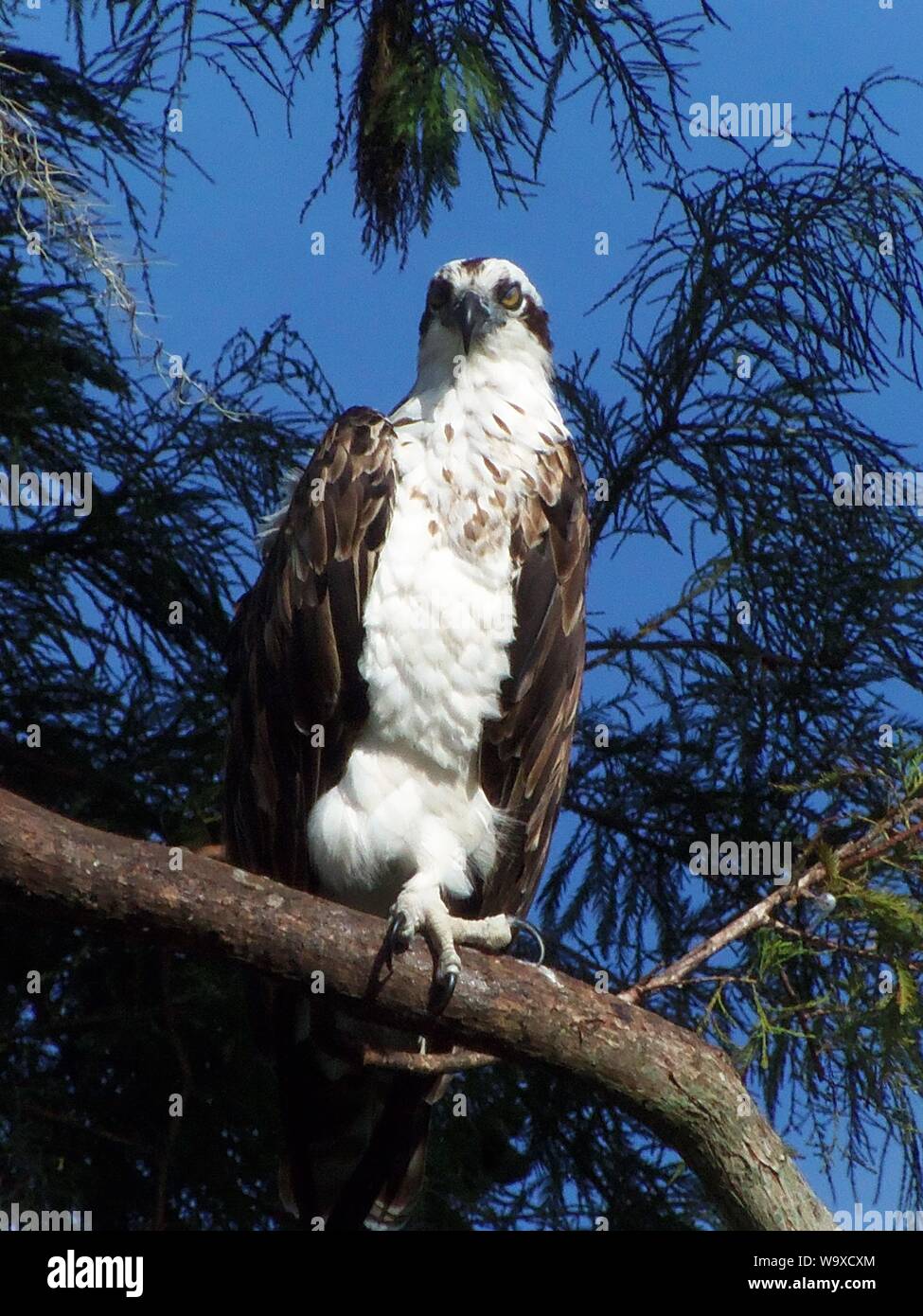 Seahawk Bird High Resolution Stock Photography and Images - Alamy