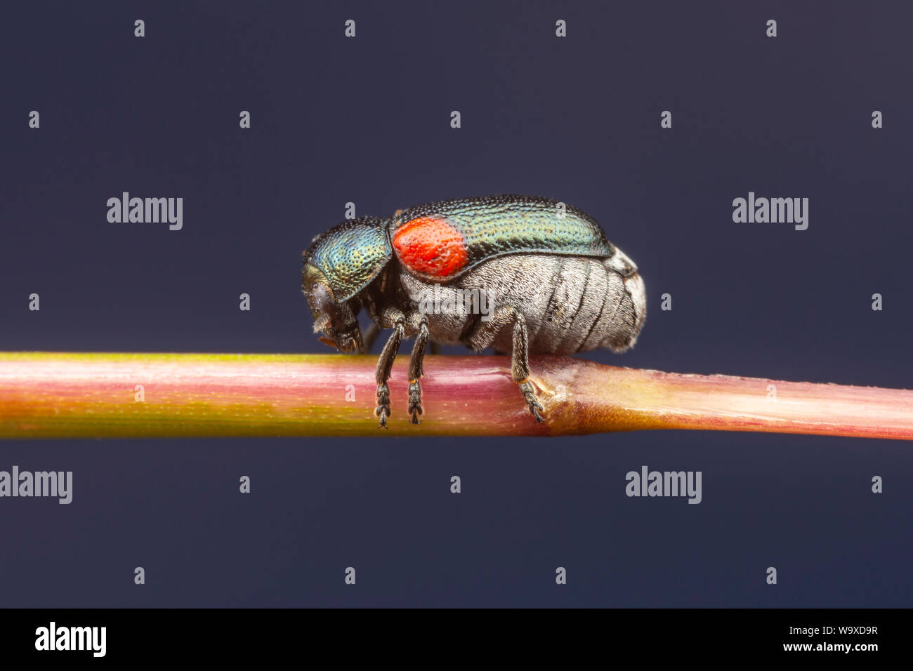 Case bearing leaf beetles hi-res stock photography and images - Alamy