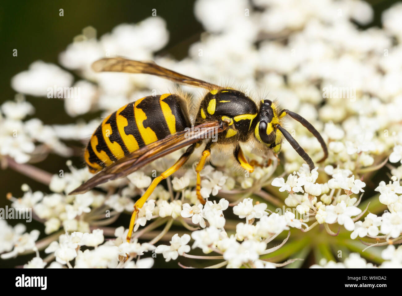 Common Aerial Yellowjacket (Dolichovespula arenaria Stock Photo - Alamy