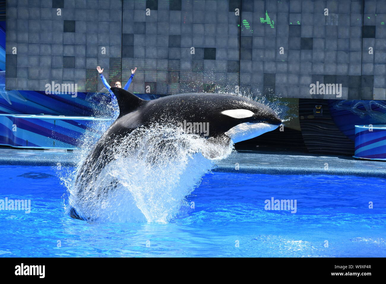 Shamu hi-res stock photography and images - Alamy