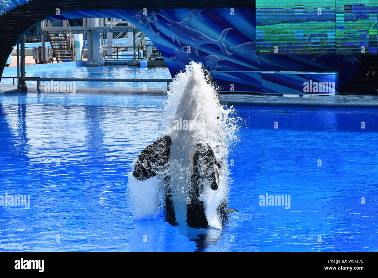 Seaworld orlando shamu hi-res stock photography and images - Alamy