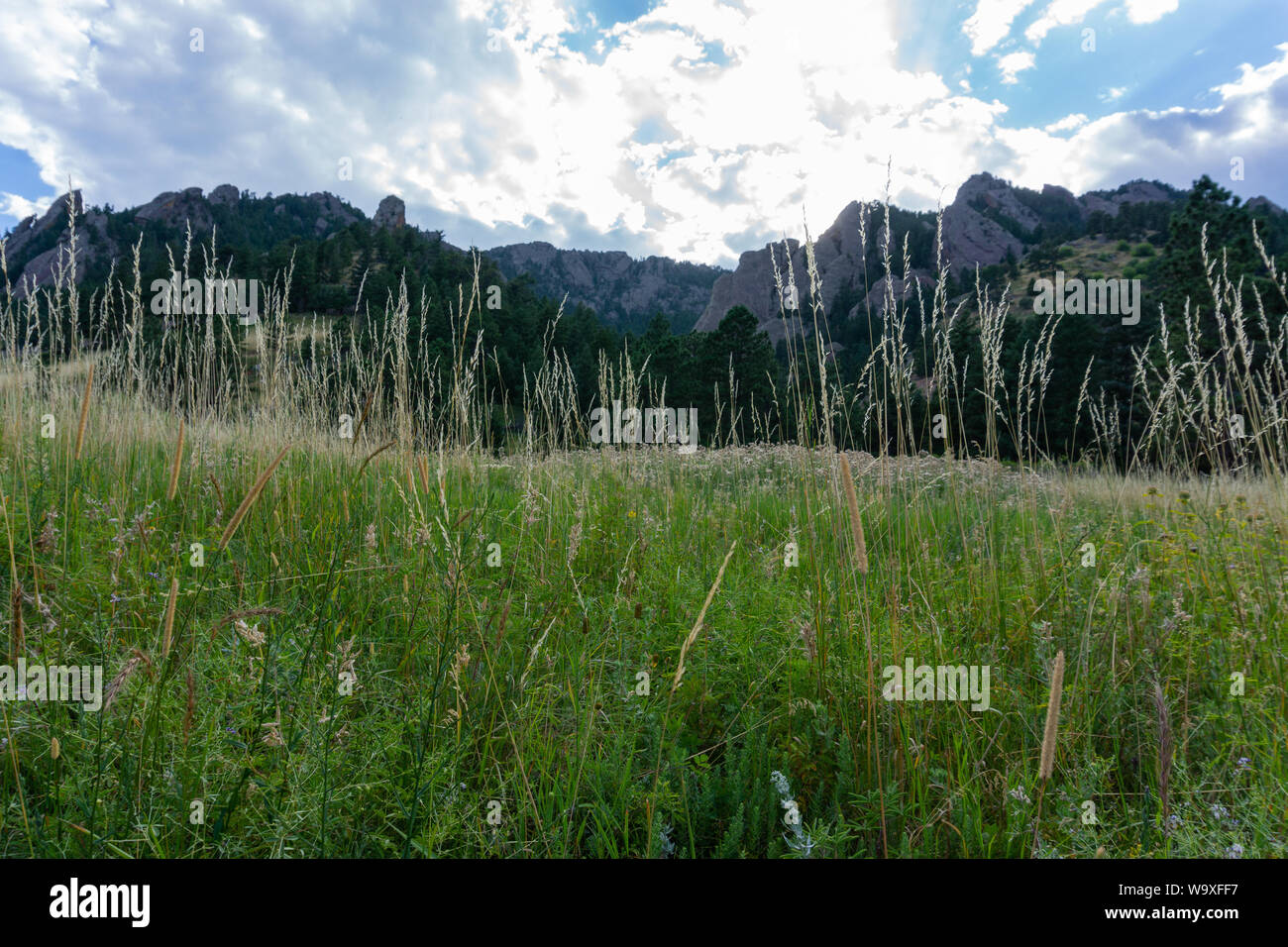 Mountain meadows front range colorado Stock Photo - Alamy