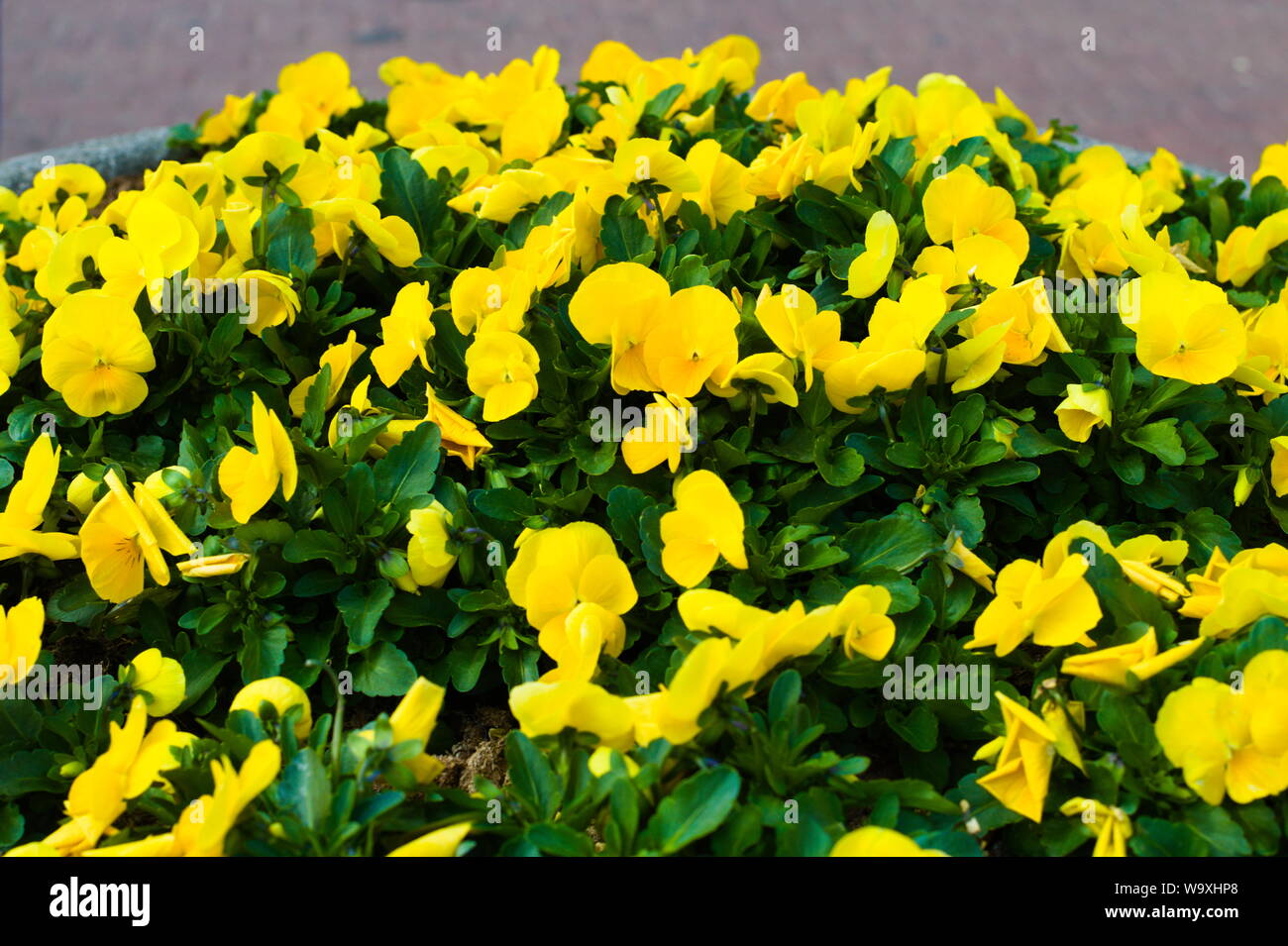 Flowers and gardens in Riga, Latvia Stock Photo - Alamy