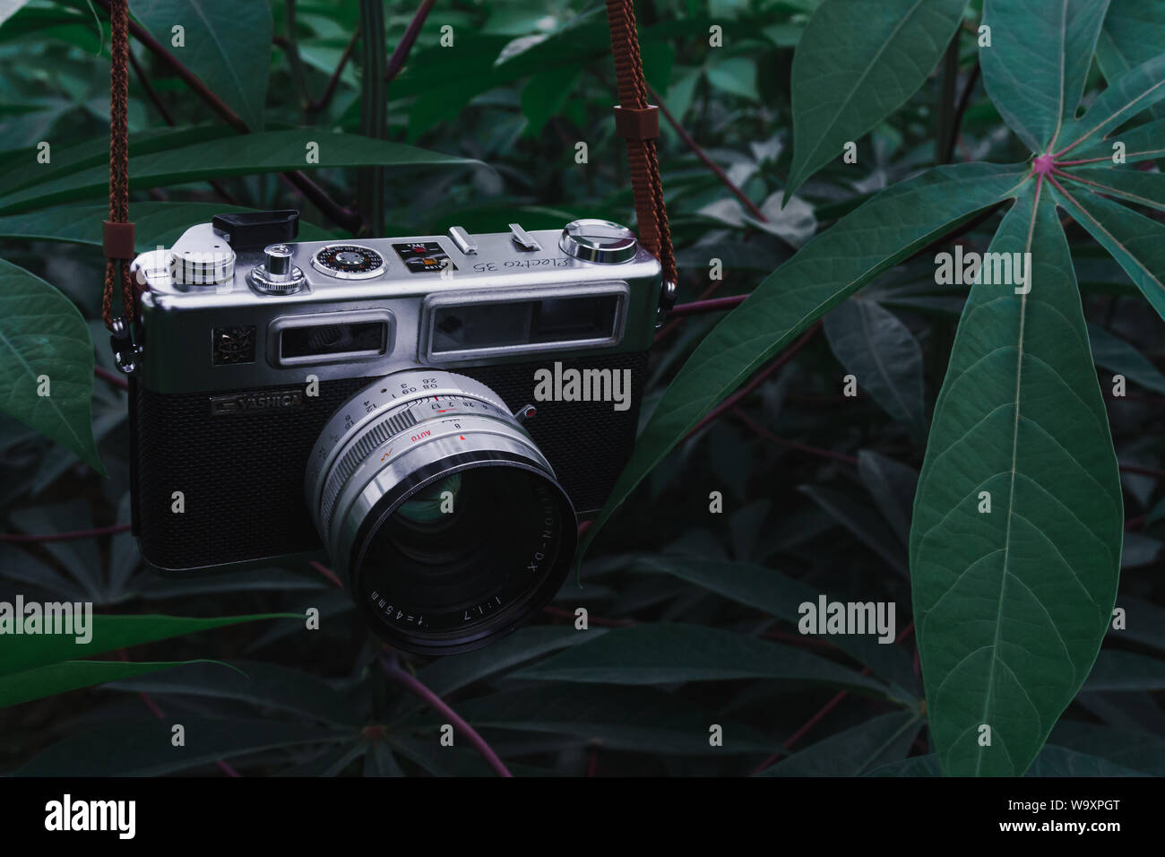 Old camera in cassava farm in dark green tone Stock Photo - Alamy