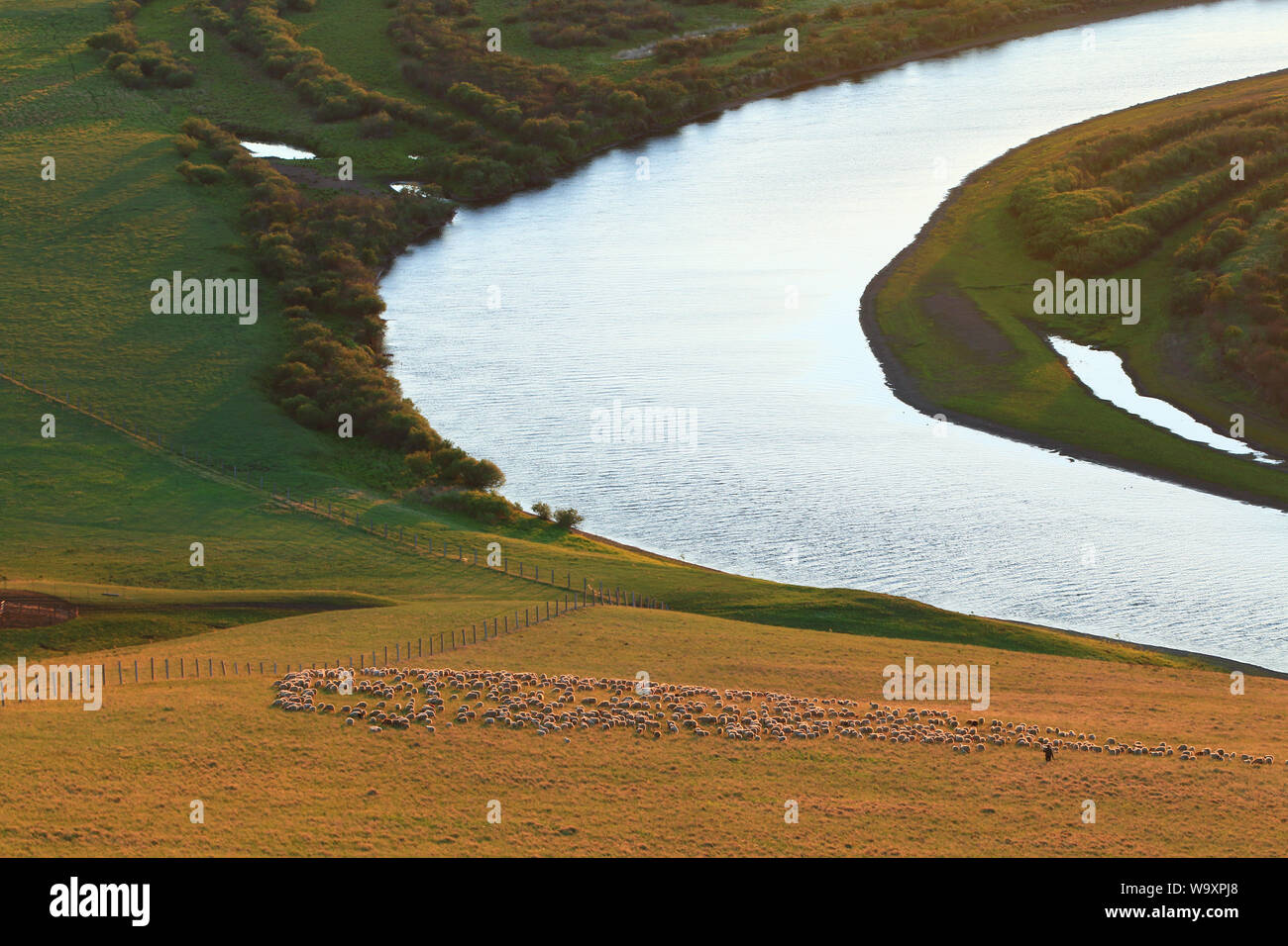 The hulunbuir prairie river the flock Stock Photo - Alamy