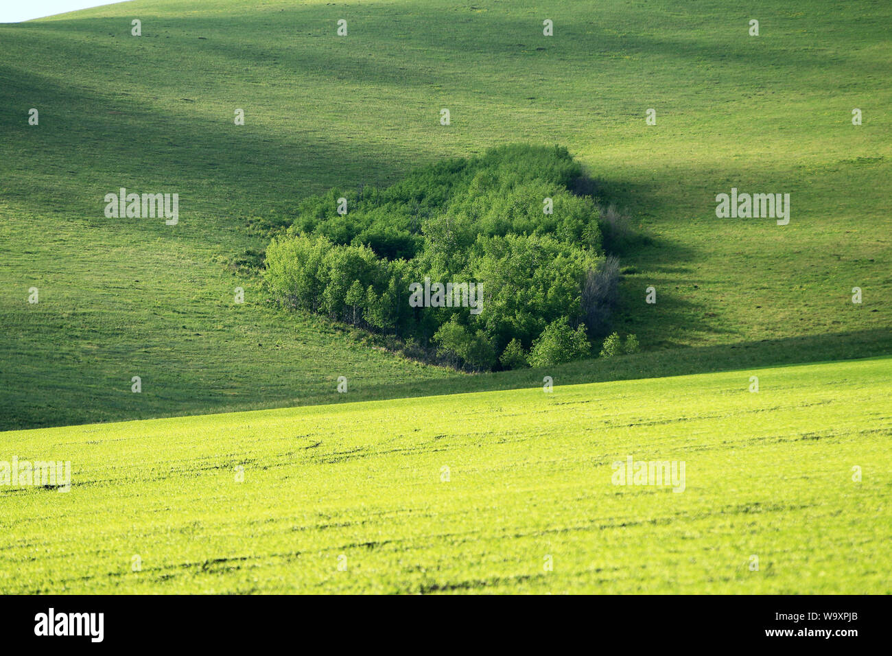 The field of heart-shaped trees Stock Photo - Alamy
