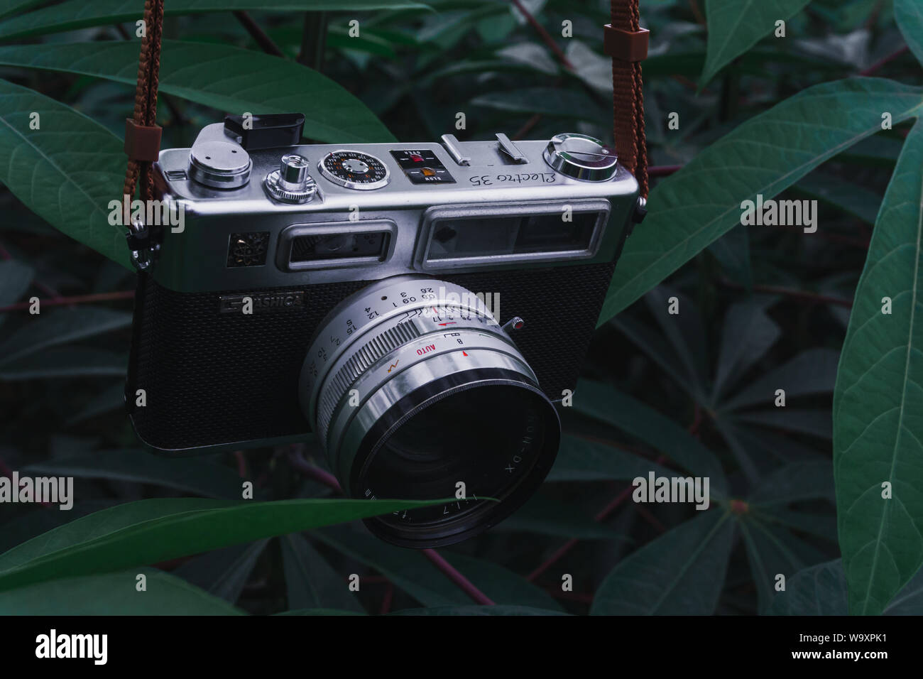 Old camera in cassava farm in dark green tone Stock Photo - Alamy