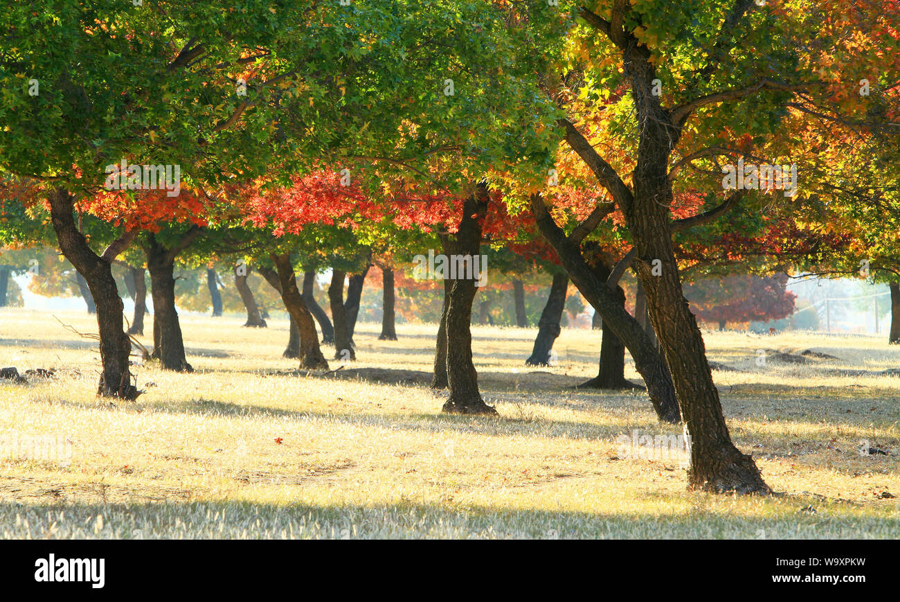 Maple tree fall colours hi-res stock photography and images - Alamy