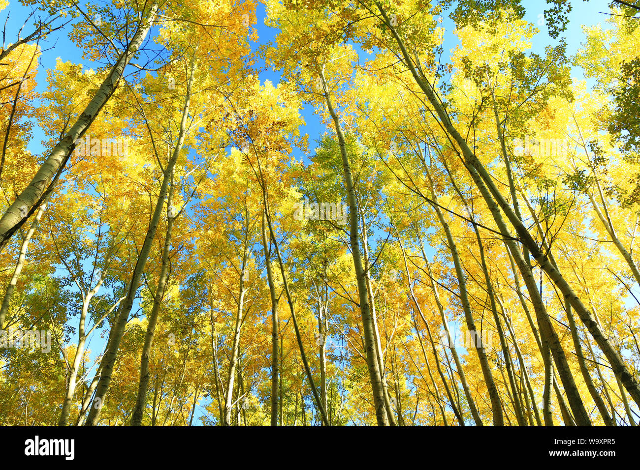 Golden grove hi-res stock photography and images - Alamy