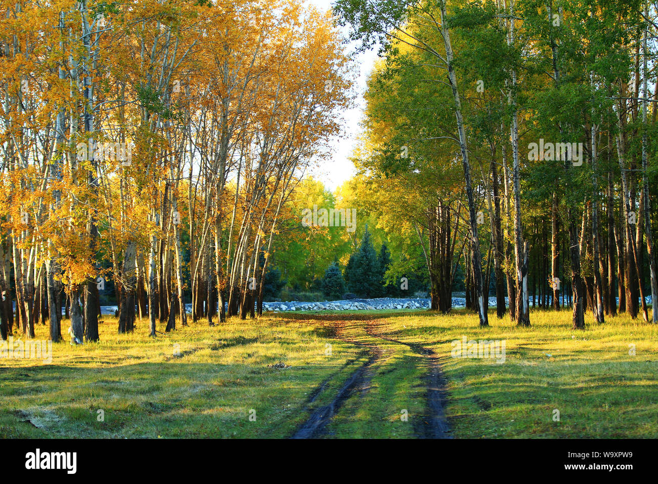 Golden forest hi-res stock photography and images - Alamy